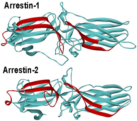 Arrestins: A Small Family of Multi-Functional Proteins