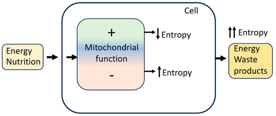 Decreasing Intracellular Entropy by Increasing Mitochondrial Efficiency ...