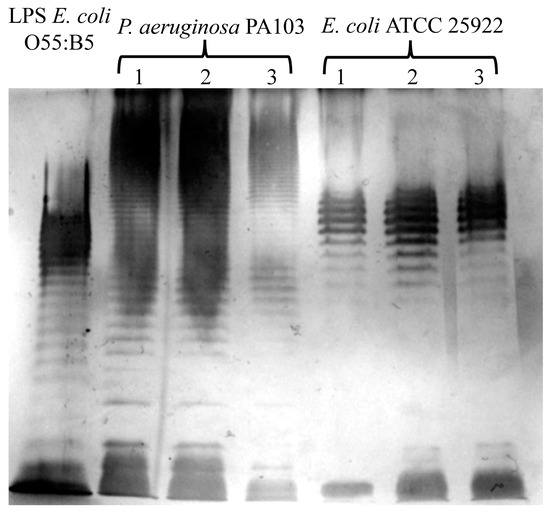 A Simple and Rapid Microscale Method for Isolating Bacterial ...