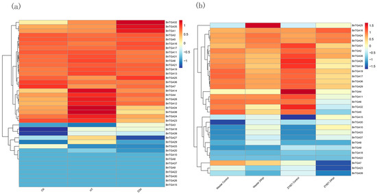 Genome-Wide Identification of the TGA Gene Family and Expression ...