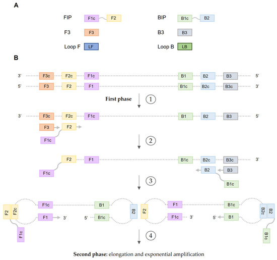 Multiplexing LAMP Assays: A Methodological Review and Diagnostic ...