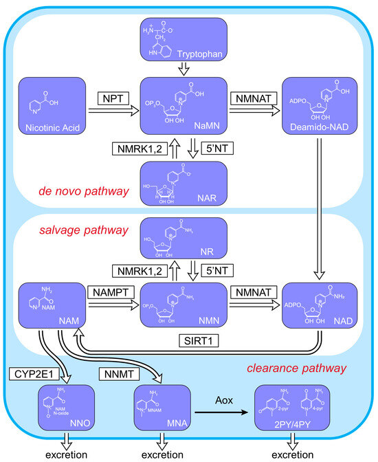 Nmnat1 Deficiency Causes Mitoribosome Excess in Diabetic Nephropathy ...