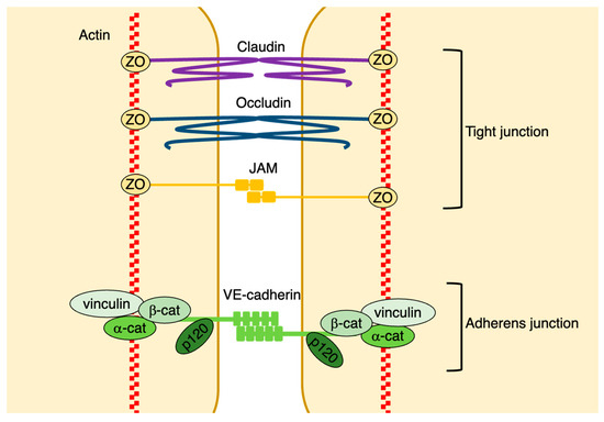 Molecular Mechanisms Regulating Vascular Endothelial Permeability