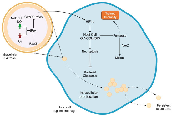 The Complex Intracellular Lifecycle of Staphylococcus aureus ...