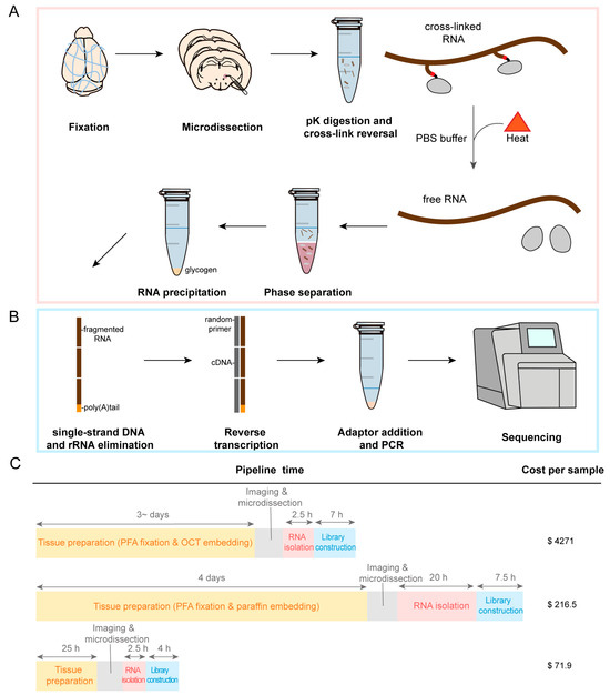 Streamlined Full-Length Total RNA Sequencing of Paraformaldehyde-Fixed ...