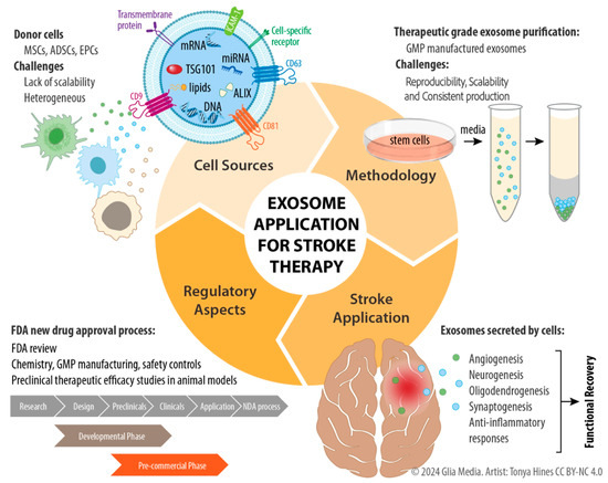 IJMS | Free Full-Text | Emerging Roles of Exosomes in Stroke Therapy
