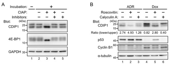 IJMS | Free Full-Text | Cytoprotective Role of Autophagy in CDIP1 ...