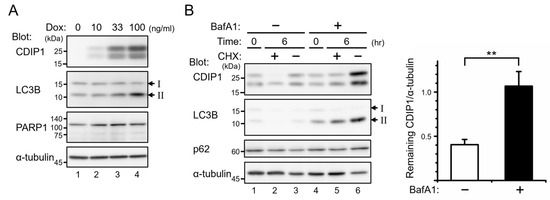 IJMS | Free Full-Text | Cytoprotective Role of Autophagy in CDIP1 ...