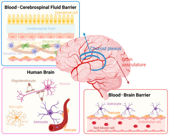 IJMS | Free Full-Text | Human Brain In Vitro Model for Pathogen ...