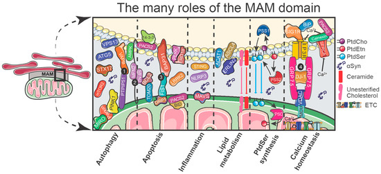 IJMS | Free Full-Text | A-Syn(ful) MAM: A Fresh Perspective on a ...