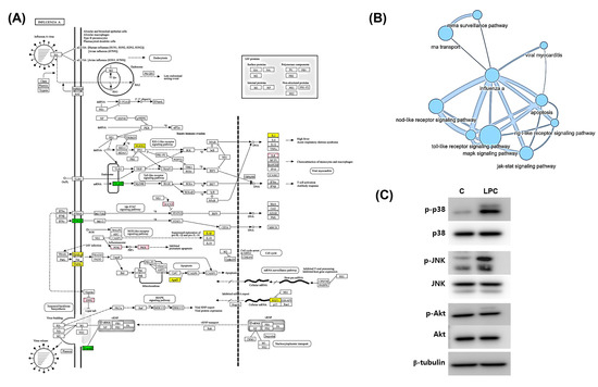 Lysophosphatidylcholines Promote Influenza Virus Reproduction through ...