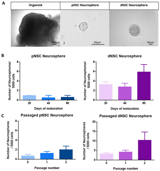 Primitive and Definitive Neural Precursor Cells Are Present in Human ...