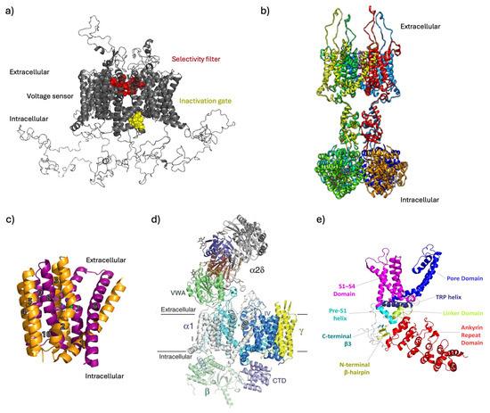 Ion Channel and Transporter Involvement in Chemotherapy-Induced ...
