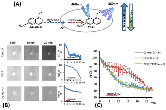 The P2X7 Hypothesis of Central Post-Stroke Pain