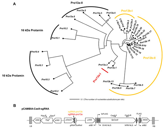 IJMS | Free Full-Text | Compensatory Modulation of Seed Storage Protein ...
