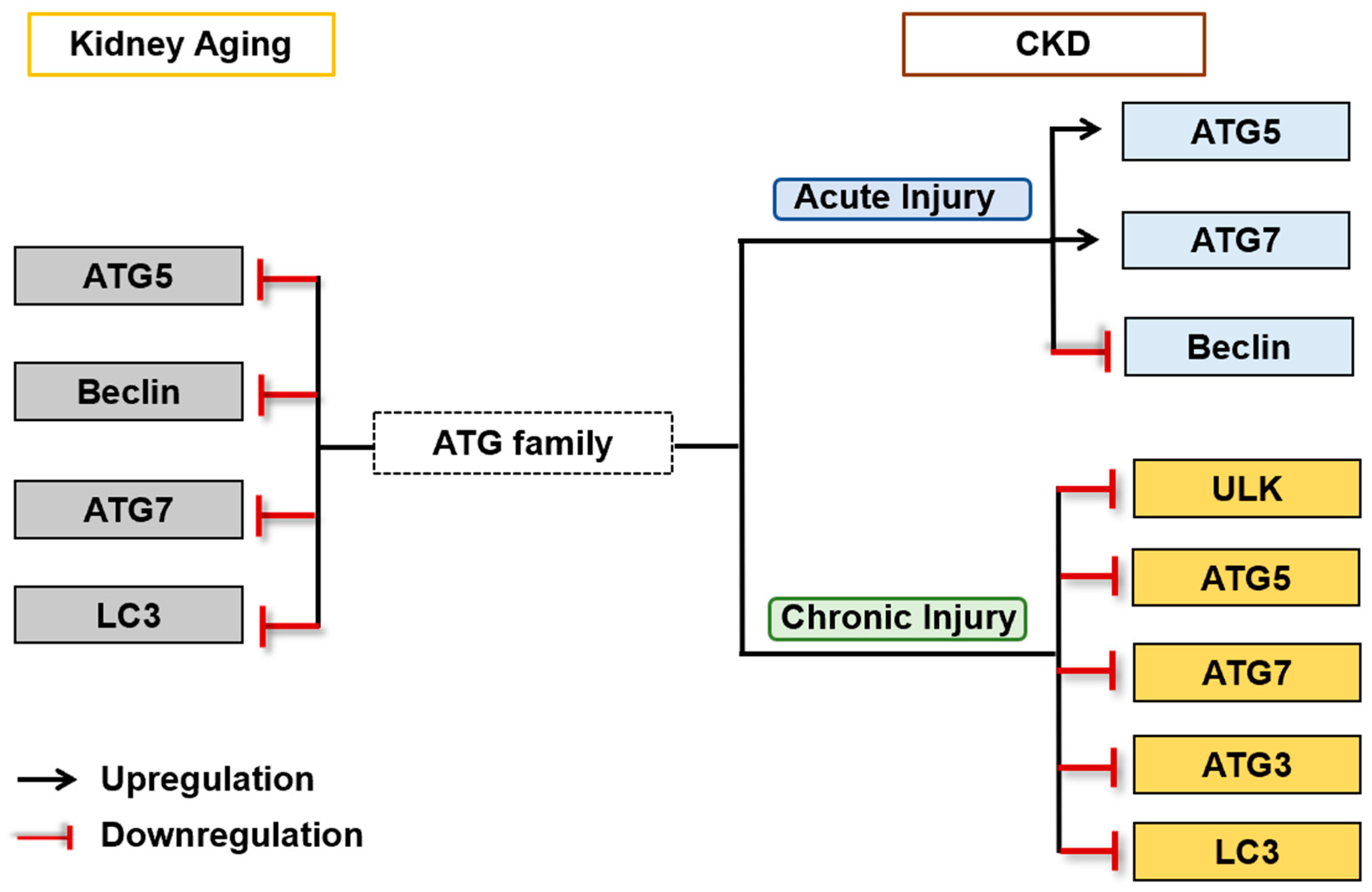 Kidney Aging and Chronic Kidney Disease