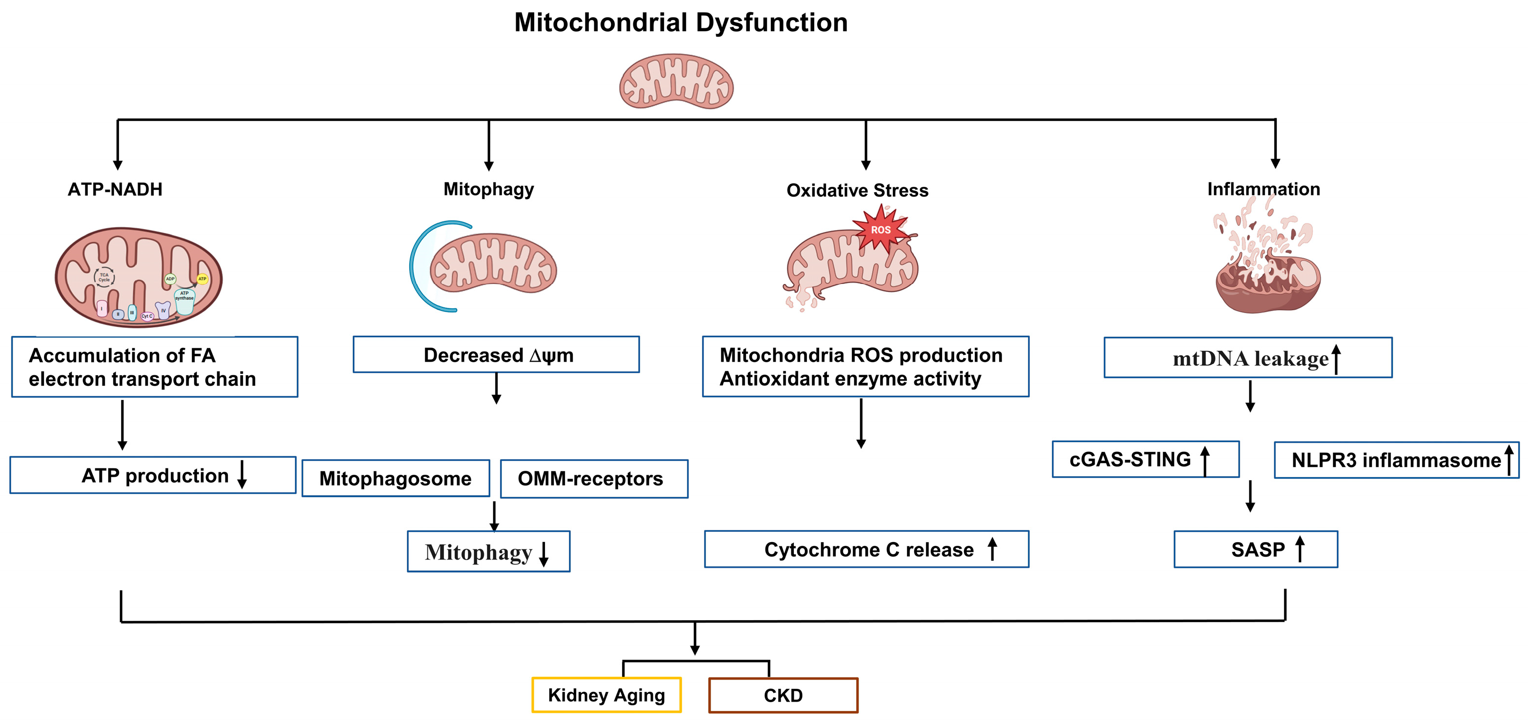 Kidney Aging and Chronic Kidney Disease
