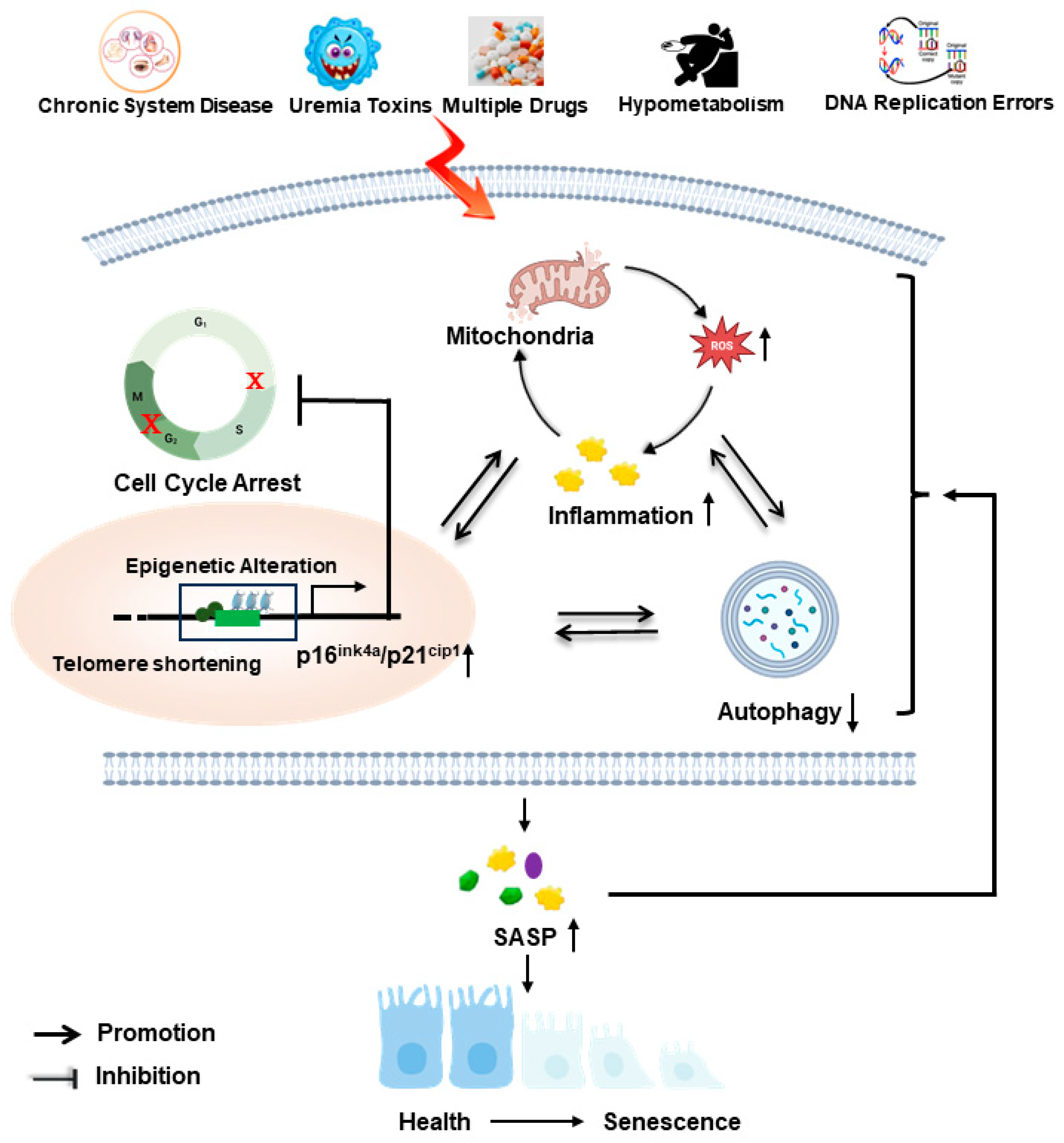 Kidney Aging and Chronic Kidney Disease