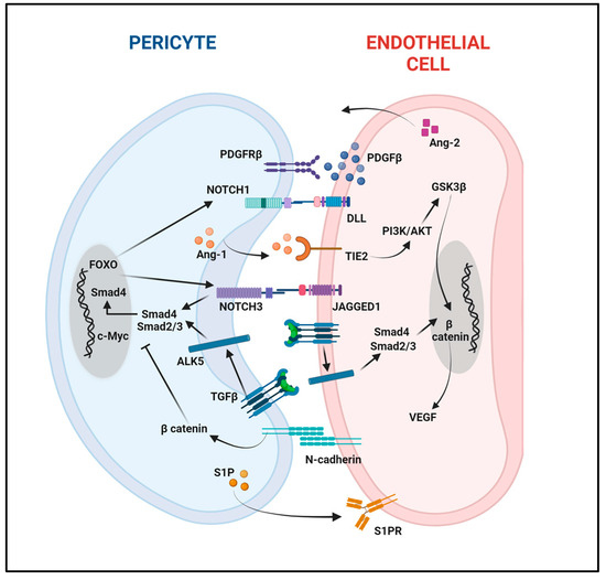 IJMS | Free Full-Text | Signaling Role of Pericytes in Vascular Health ...