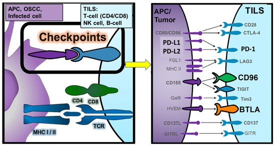 The Immune Checkpoint BTLA in Oral Cancer: Expression Analysis and Its ...