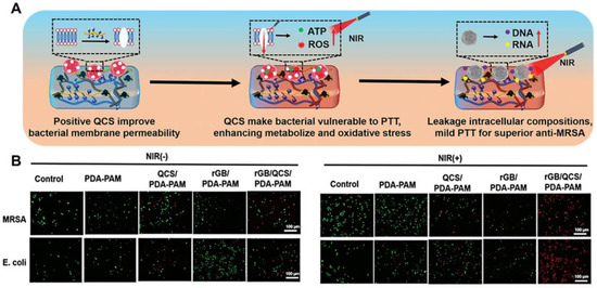 Hydrogel Wound Dressings Accelerating Healing Process of Wounds in Movable Parts
