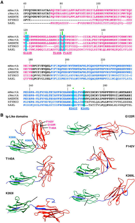 Gas6 and Protein S Ligands Cooperate to Regulate MerTK Rhythmic ...