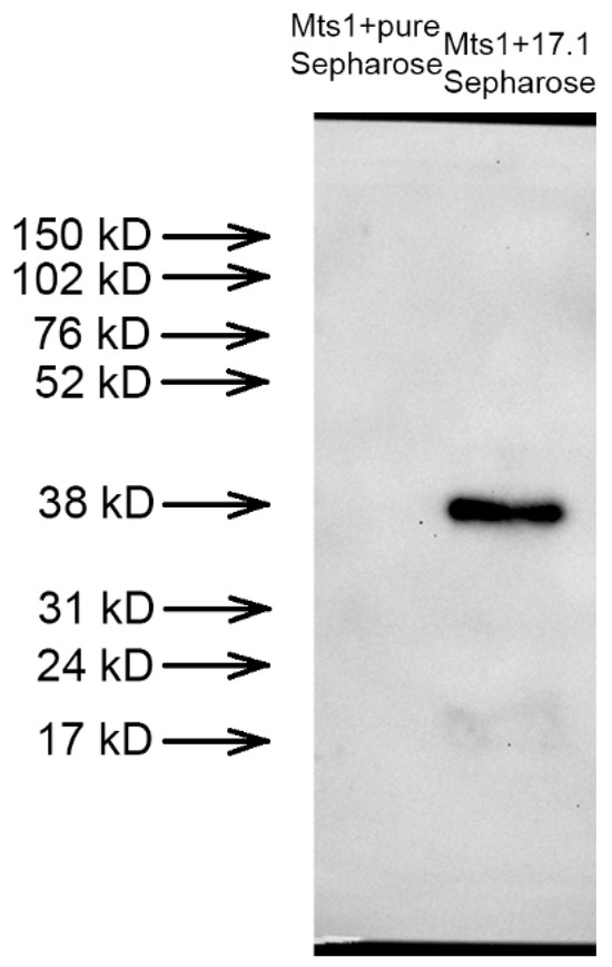 Mts1 (S100A4) and Its Peptide Demonstrate Cytotoxic Activity in Complex with Tag7 (PGLYRP1) Peptide