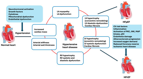 Hypertension and Heart Failure: From Pathophysiology to Treatment