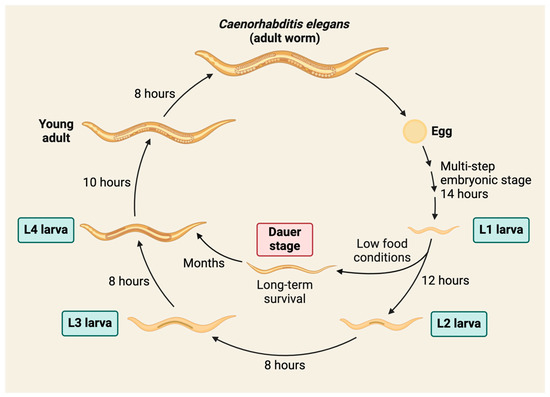 Caenorhabditis elegans as a Convenient Animal Model for Microbiome Studies