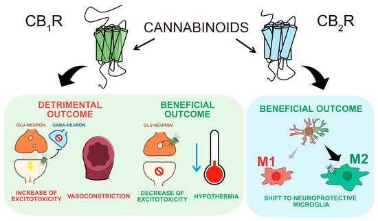 IJMS | Free Full-Text | Potential of CBD Acting on Cannabinoid ...