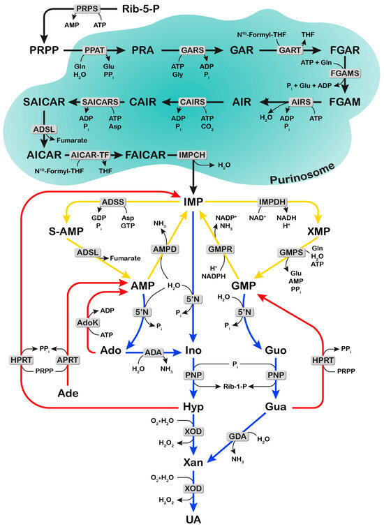 Interplay between mTOR and Purine Metabolism Enzymes and Its Relevant ...