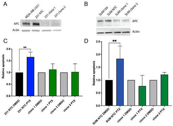 Bcl-2 Up-Regulation Mediates Taxane Resistance Downstream of APC Loss