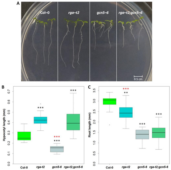 Gibberellin Signaling through RGA Suppresses GCN5 Effects on ...