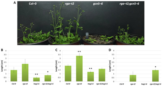 Gibberellin Signaling through RGA Suppresses GCN5 Effects on ...