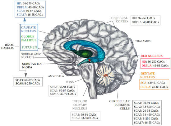 Reviewing the Structure–Function Paradigm in Polyglutamine Disorders: A ...