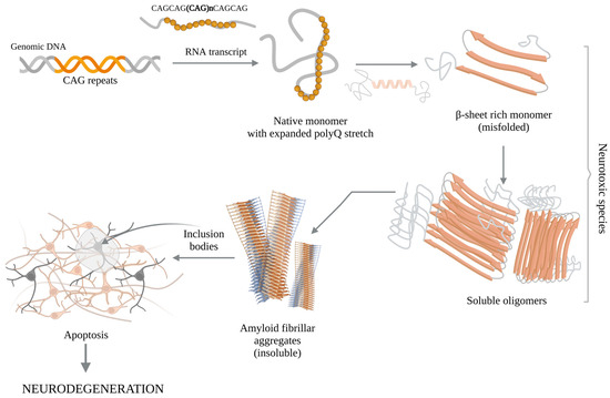 Reviewing the Structure–Function Paradigm in Polyglutamine Disorders: A ...