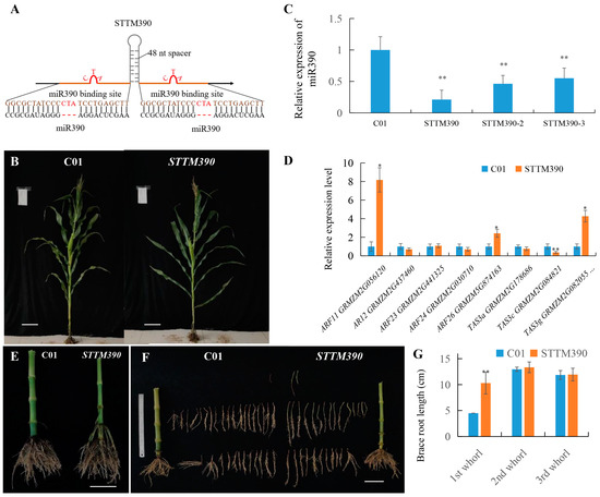 Knockdown of microRNA390 Enhances Maize Brace Root Growth
