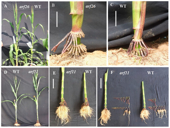 IJMS | Free Full-Text | Knockdown of microRNA390 Enhances Maize Brace ...