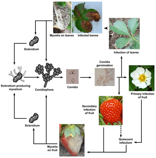 Challenges and Opportunities Arising from Host–Botrytis cinerea ...