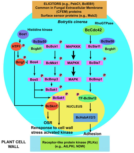 Challenges and Opportunities Arising from Host–Botrytis cinerea ...