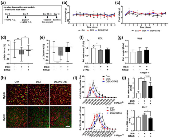 The Extract of Gloiopeltis tenax Enhances Myogenesis and Alleviates ...