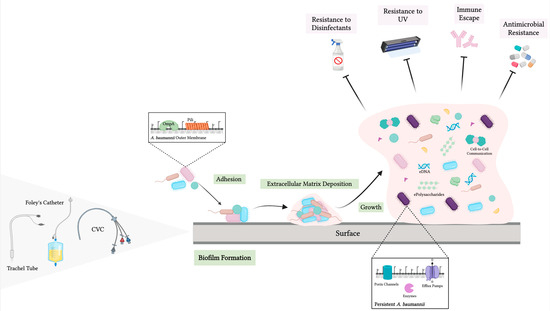 Unveiling the Secrets of Acinetobacter baumannii: Resistance, Current ...