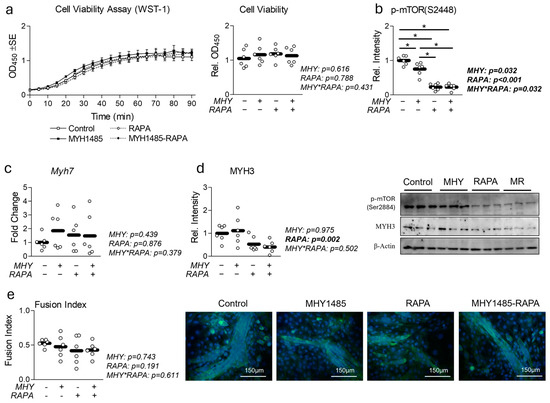 Effect of mTORC Agonism via MHY1485 with and without Rapamycin on C2C12 ...