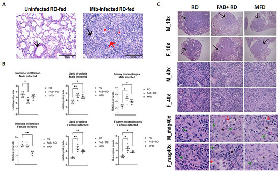 The Influence of Body Fat Dynamics on Pulmonary Immune Responses in ...