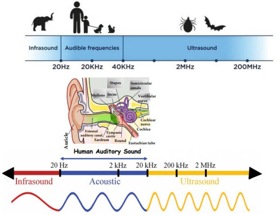 Sound Matrix Shaping of Living Matter: From Macrosystems to Cell ...