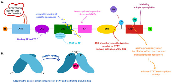 The Role of the JAK–STAT Pathway in Childhood B-Cell Acute ...