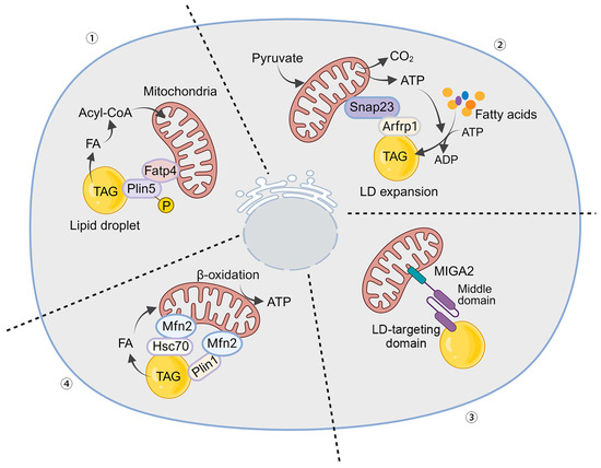 Lipid Droplet–Mitochondria Contacts in Health and Disease