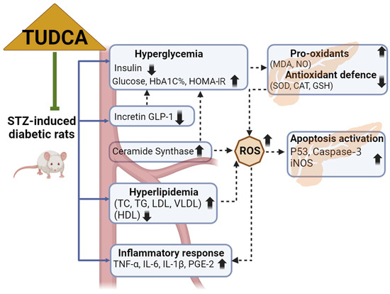 Tauroursodeoxycholic Acid (TUDCA) Relieves Streptozotocin (STZ)-Induced ...