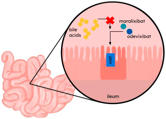 Transporter Proteins as Therapeutic Drug Targets—With a Focus on SGLT2 ...