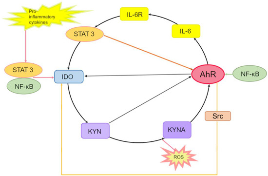 Kynurenic Acid/AhR Signaling at the Junction of Inflammation and ...